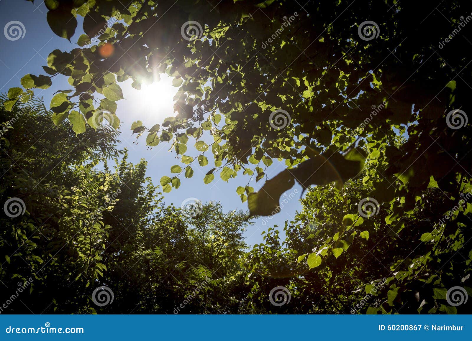 The Sun Behind Leaves in Summer Stock Image - Image of leaves, summer ...