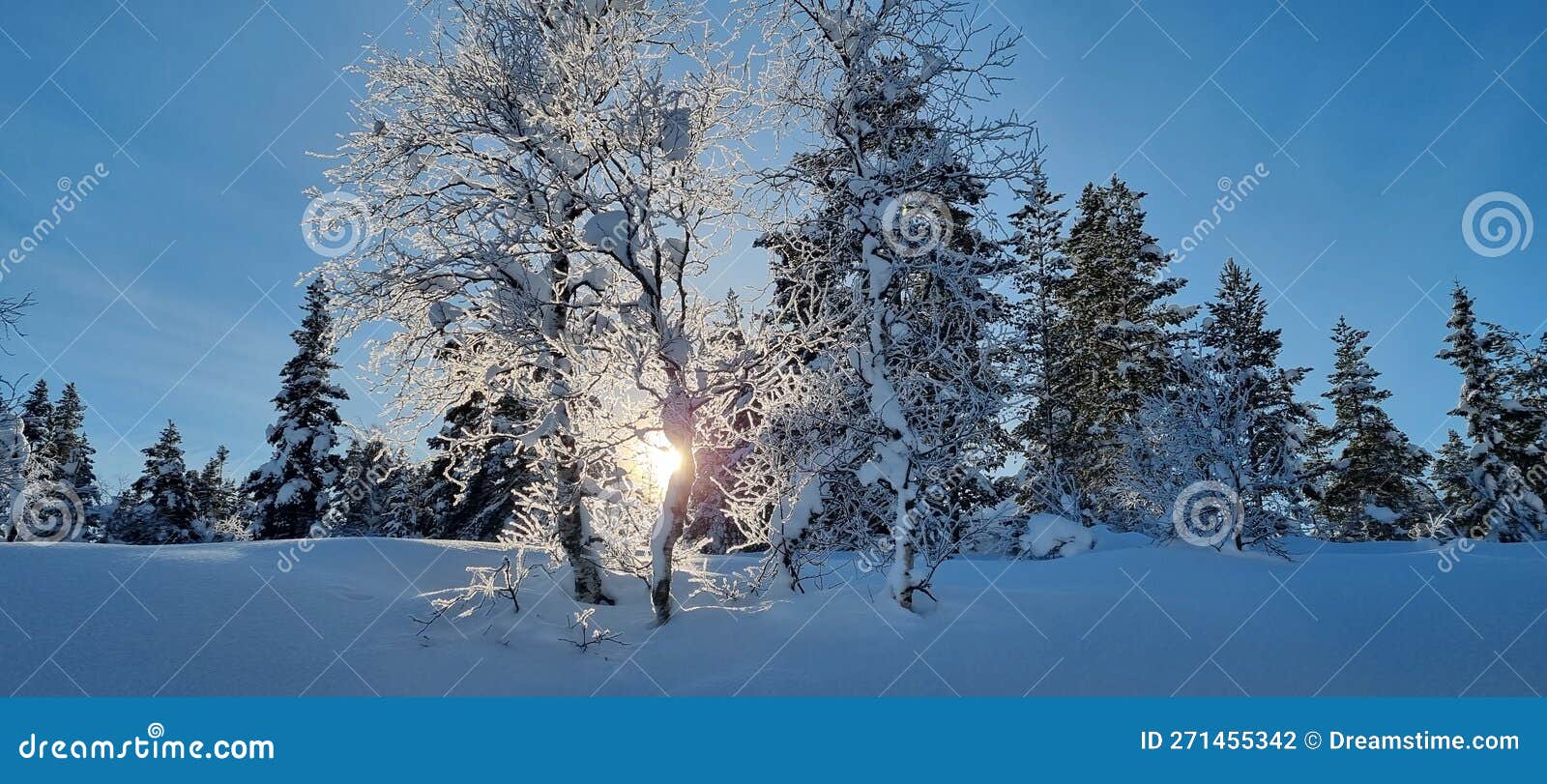 Sun Behind a Snow Covered Tree in Winter a Wonderland Stock Photo ...