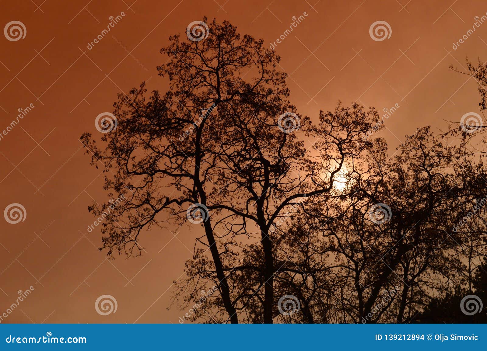 Sun behind the tree stock photo. Image of autumn, plant - 139212894