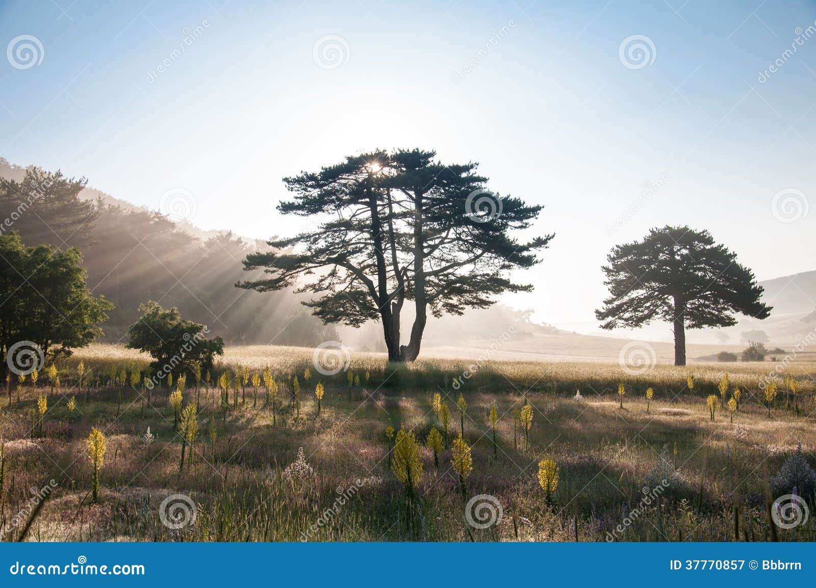 Sun behind tree stock image. Image of nature, morning - 37770857