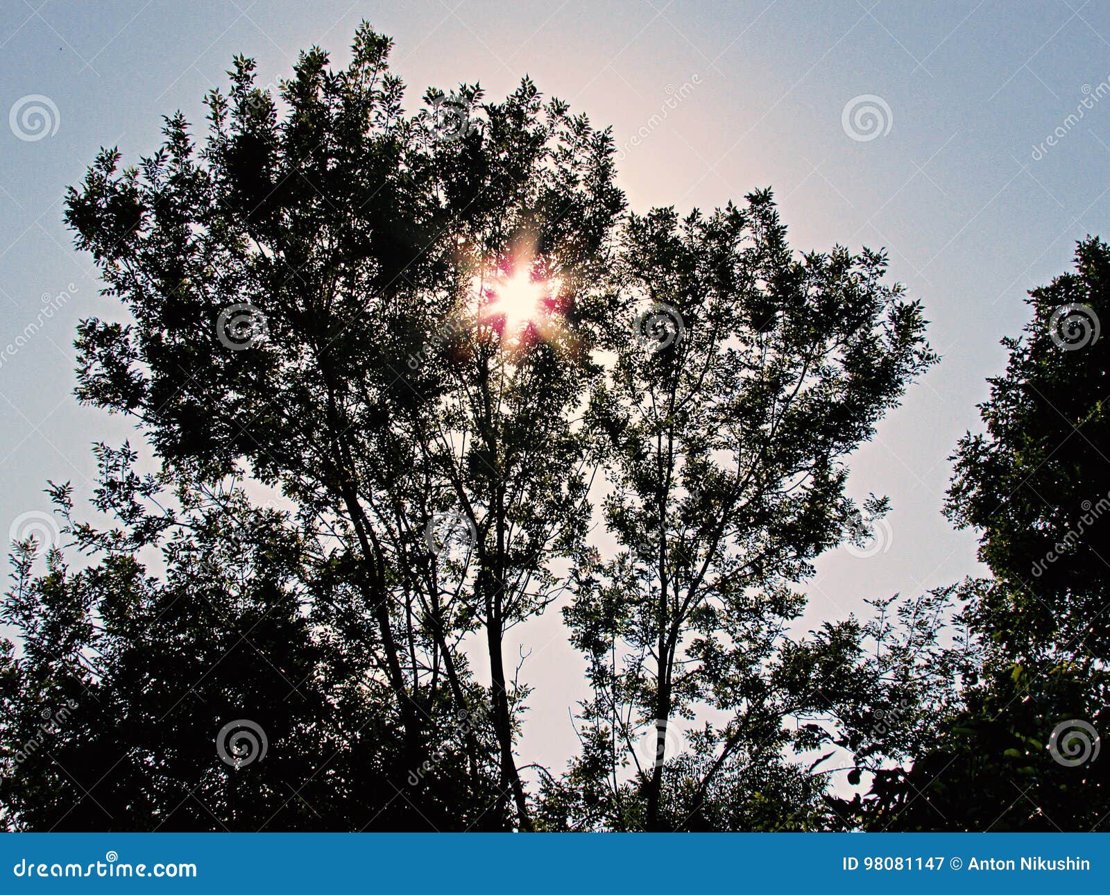 The sun behind a tree stock image. Image of plant, ecology - 98081147