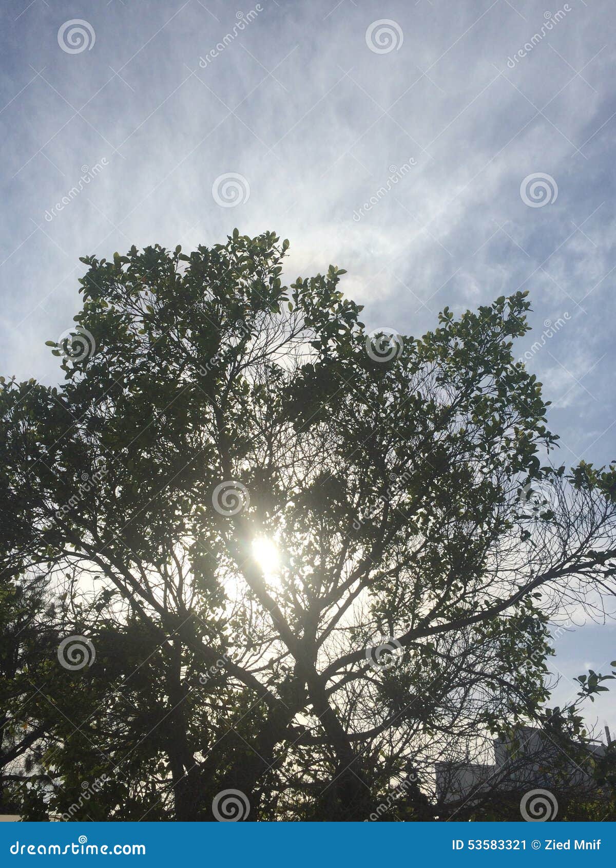 Sun behind a tree stock image. Image of tree, weather - 53583321
