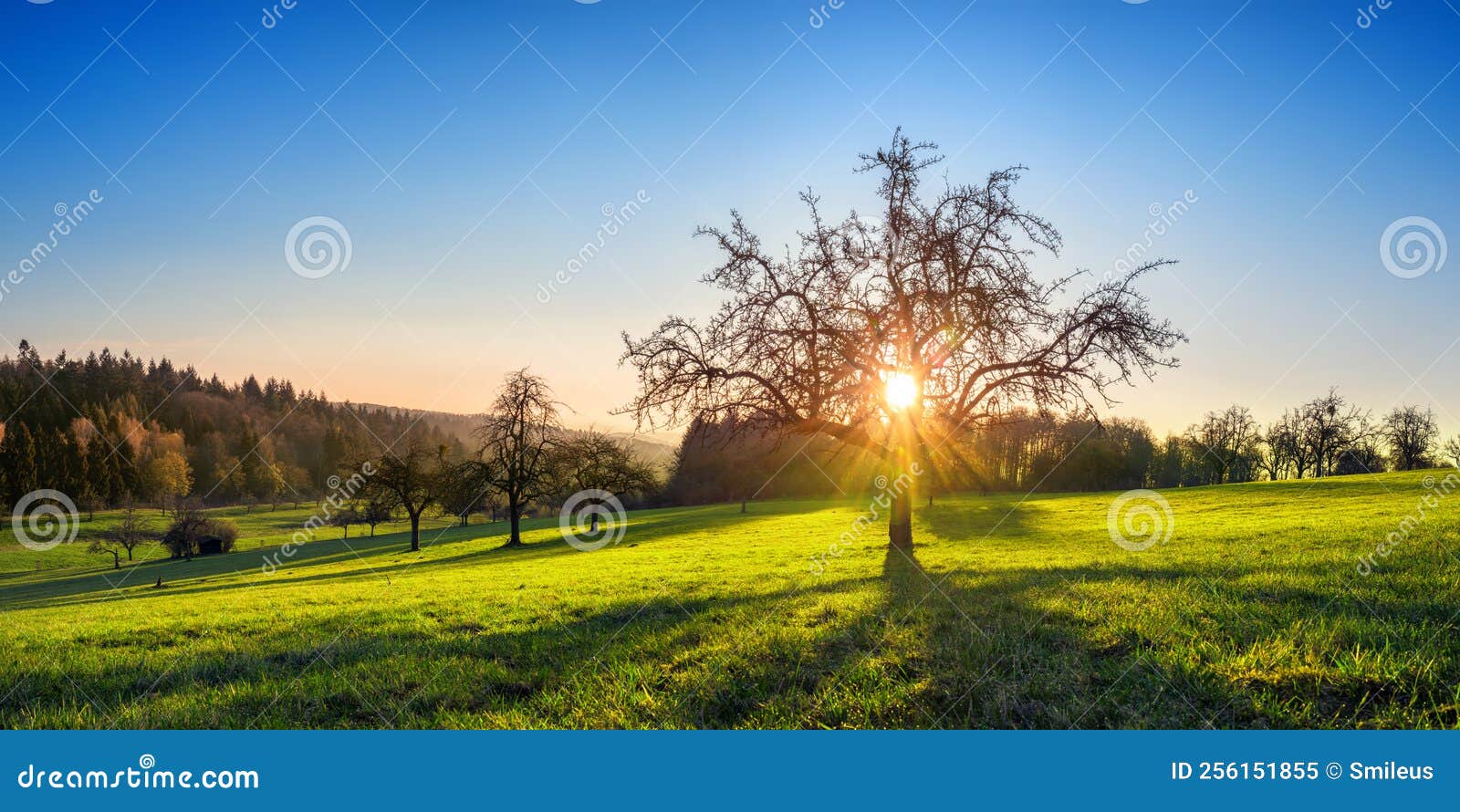 Sun Behind a Tree on an Idyllic Green Meadow Stock Image - Image of ...