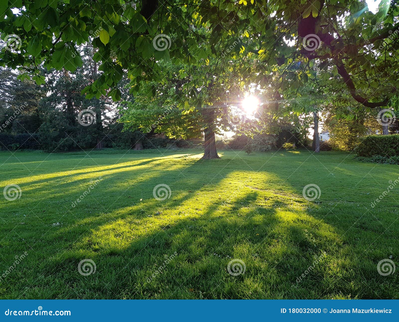 Sun behind trees stock photo. Image of tree, park, grass - 180032000