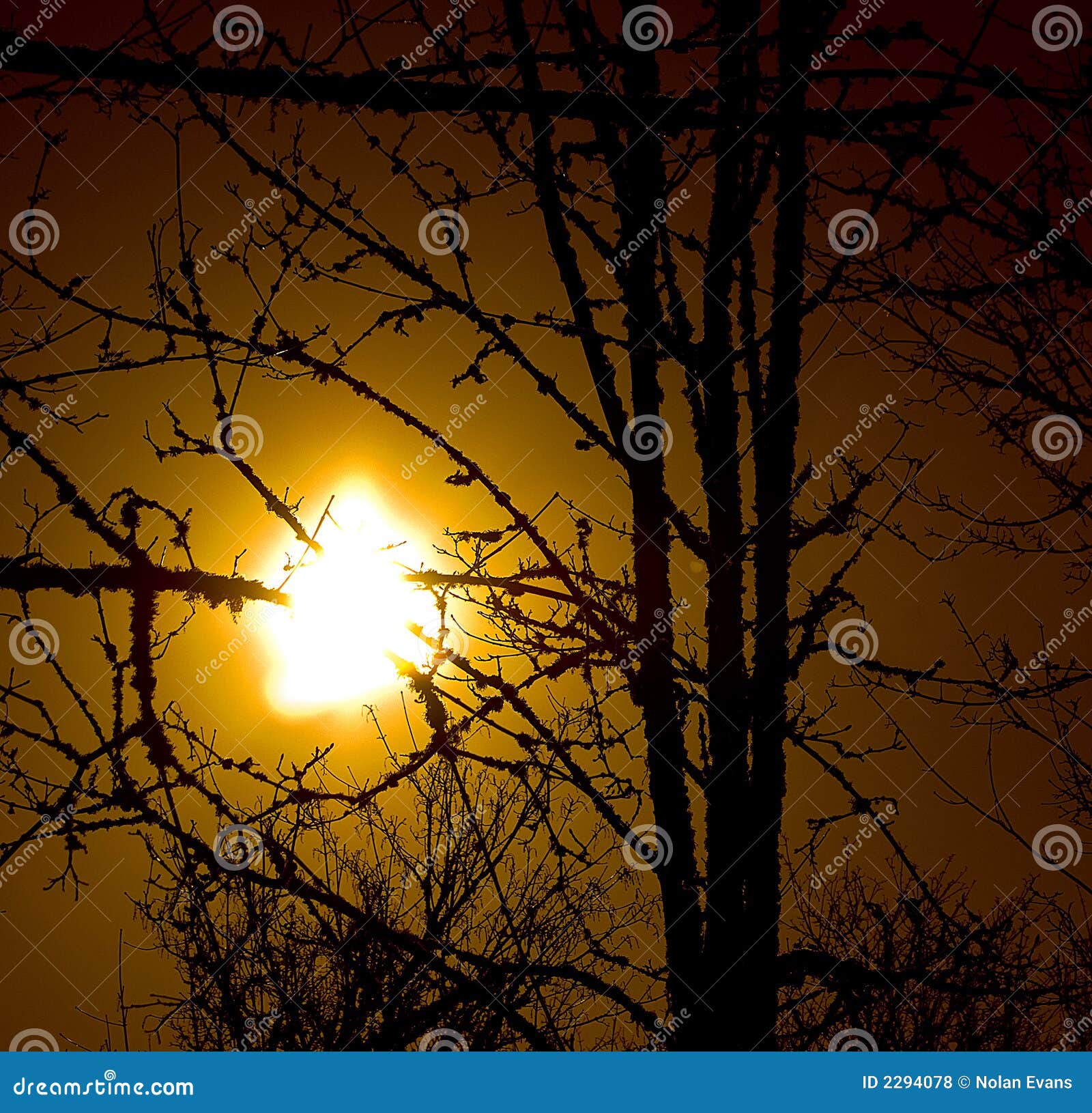 Sun Behind Trees stock photo. Image of forest, limbs, gold - 2294078