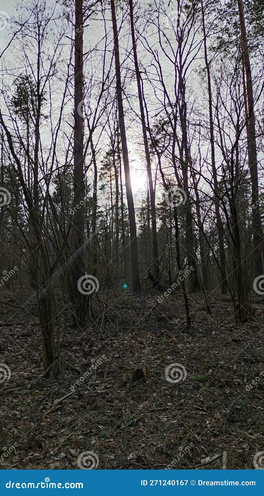 Sun behind trees forest stock image. Image of winter - 271240167