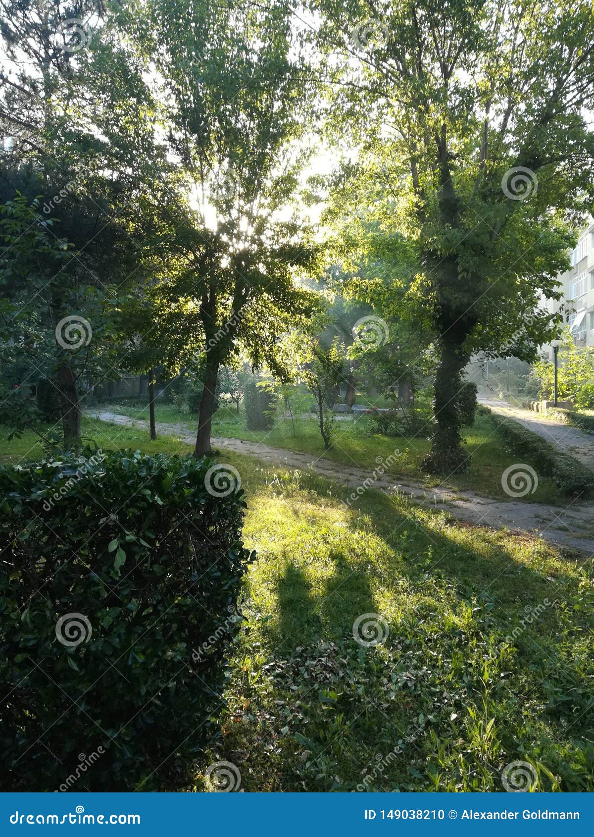 Sun Behind and through Trees Stock Photo - Image of trees, sunset ...