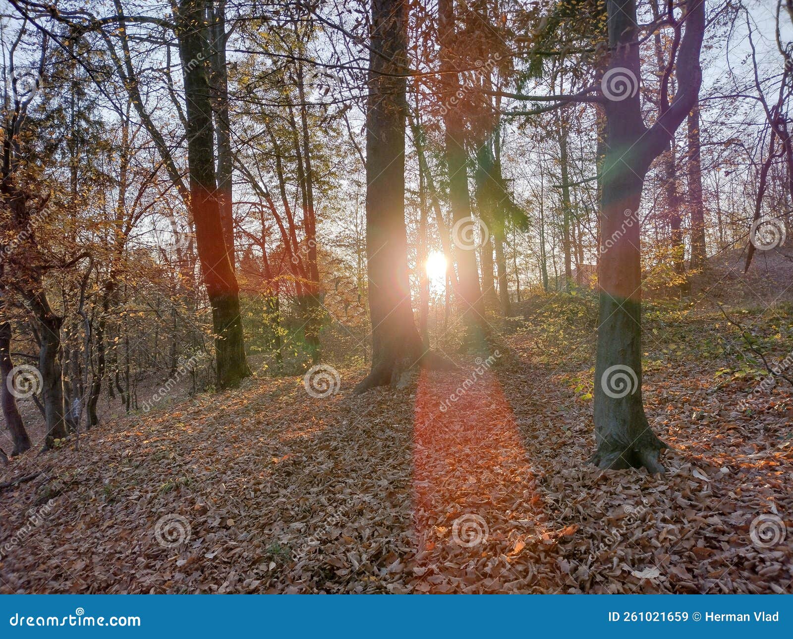 The Sun Behind the Trees Seen from the Forest Stock Image - Image of ...