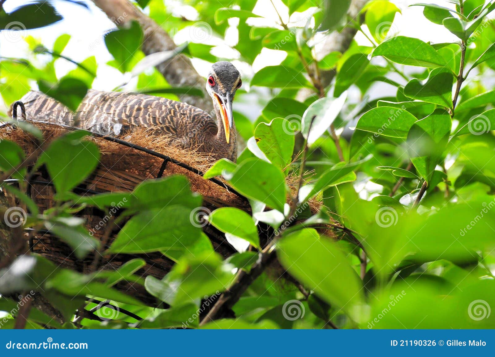 Sun Bittern Bird stock photo. Image of birds, feather - 21190326