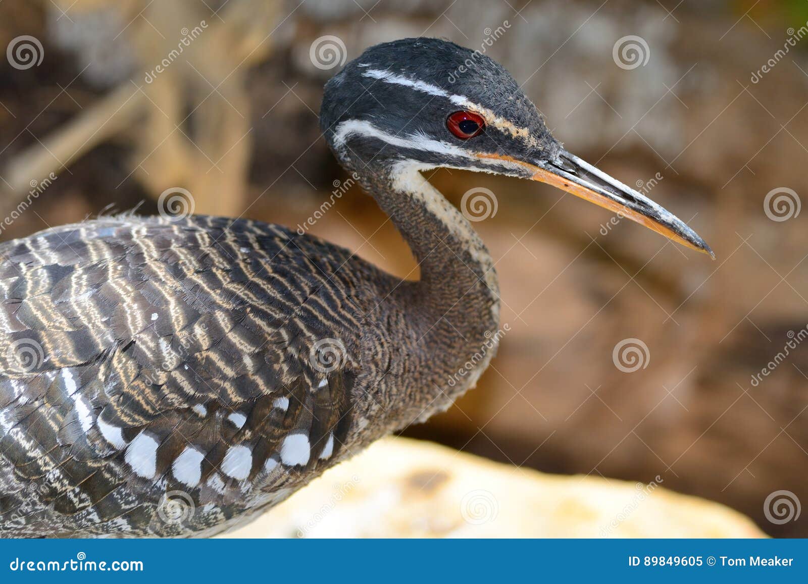 Sun bittern stock image. Image of bittern, feathers, side - 89849605