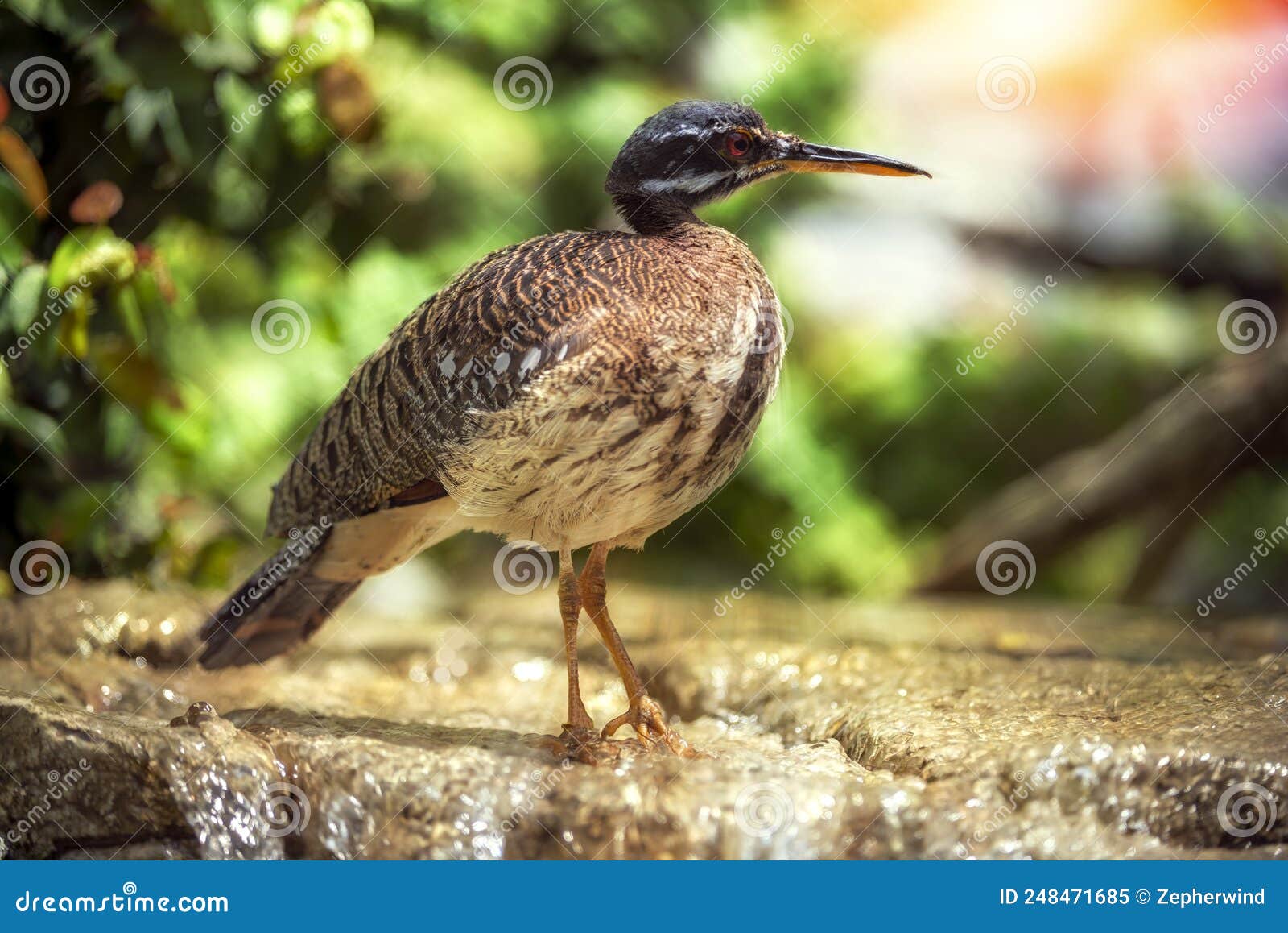 Sun Bittern in a stream stock image. Image of bitterns - 248471685