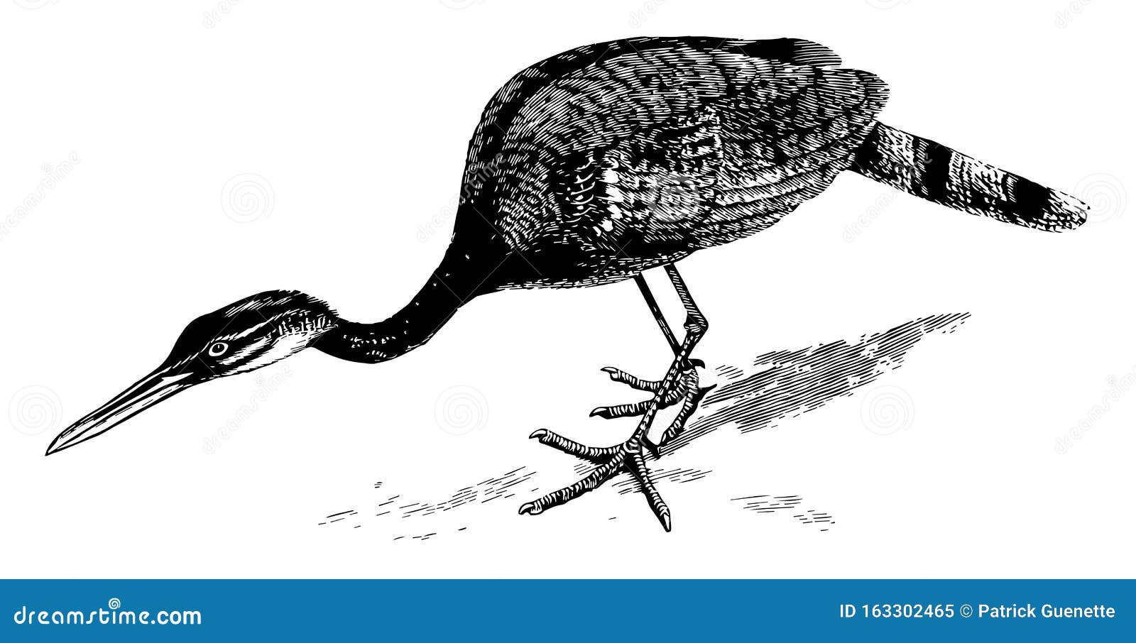 Sun Bittern Stock Illustrations – 1 Sun Bittern Stock Illustrations ...