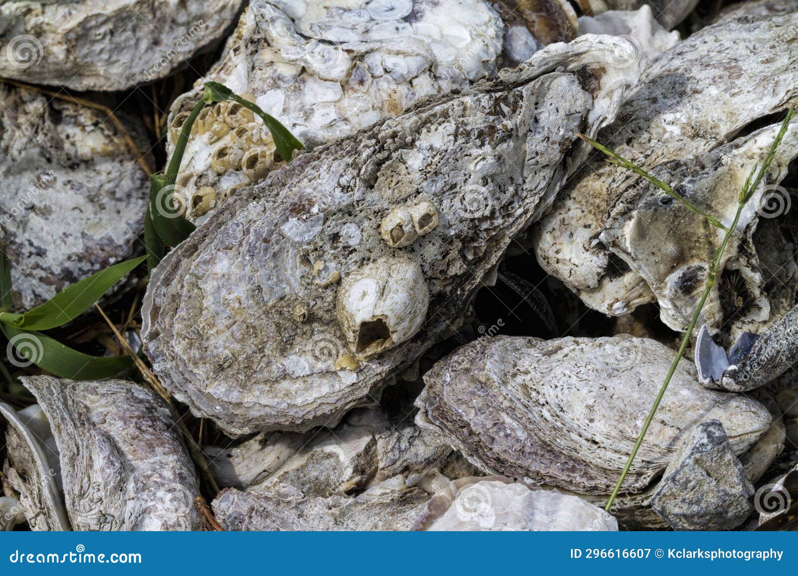 Sun Bleached Oyster Shells with Barnacles Stock Image - Image of ...