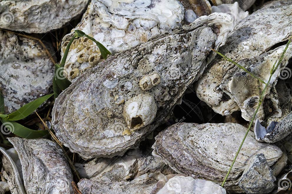 Sun Bleached Oyster Shells with Barnacles Stock Image - Image of ...