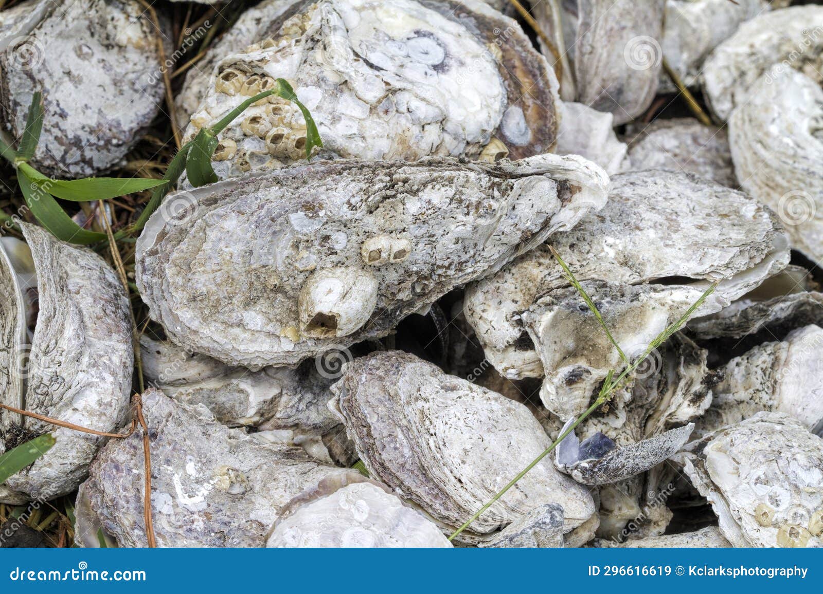 Sun Bleached Oyster Shells with Barnacles Stock Image - Image of bari ...