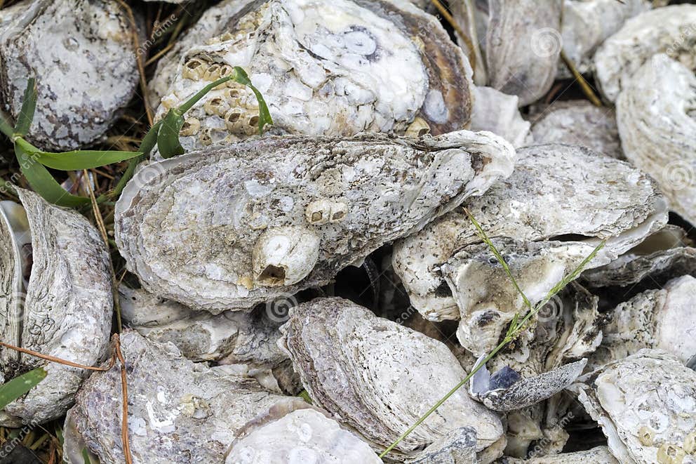 Sun Bleached Oyster Shells with Barnacles Stock Image - Image of bari ...