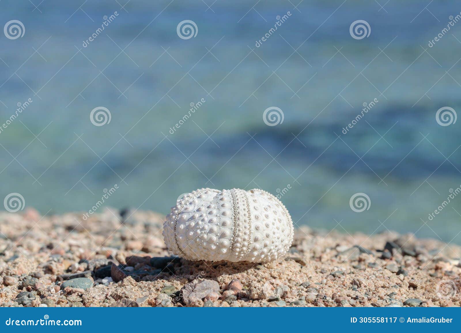 Sun-bleached Skeleton of a Sea Urchin Washed Ashore on a Stony Beach of ...