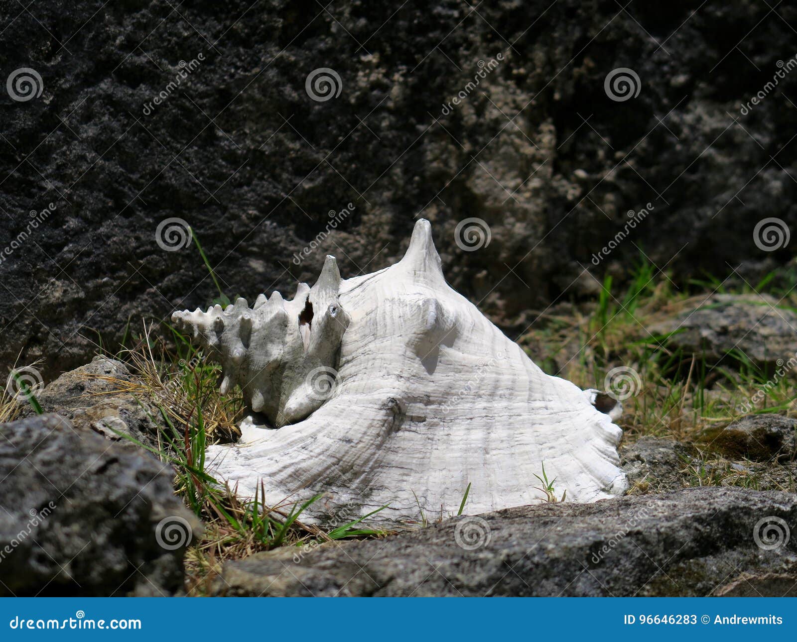 Sun Bleached White Conch Shell Stock Image - Image of setting ...