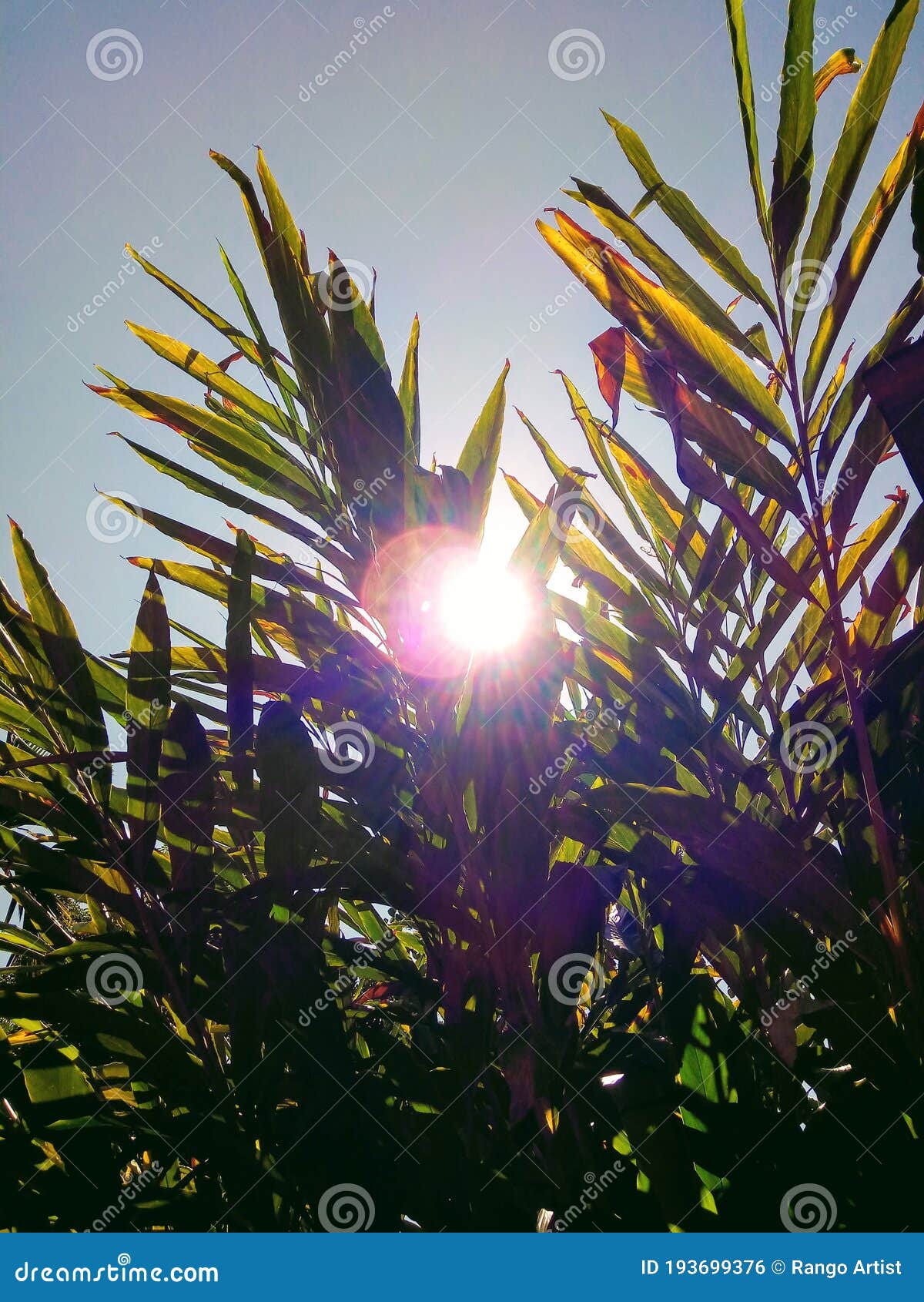 Sun Blocking by Leaf View Sun Rays Coming from Leaves Stock Photo ...