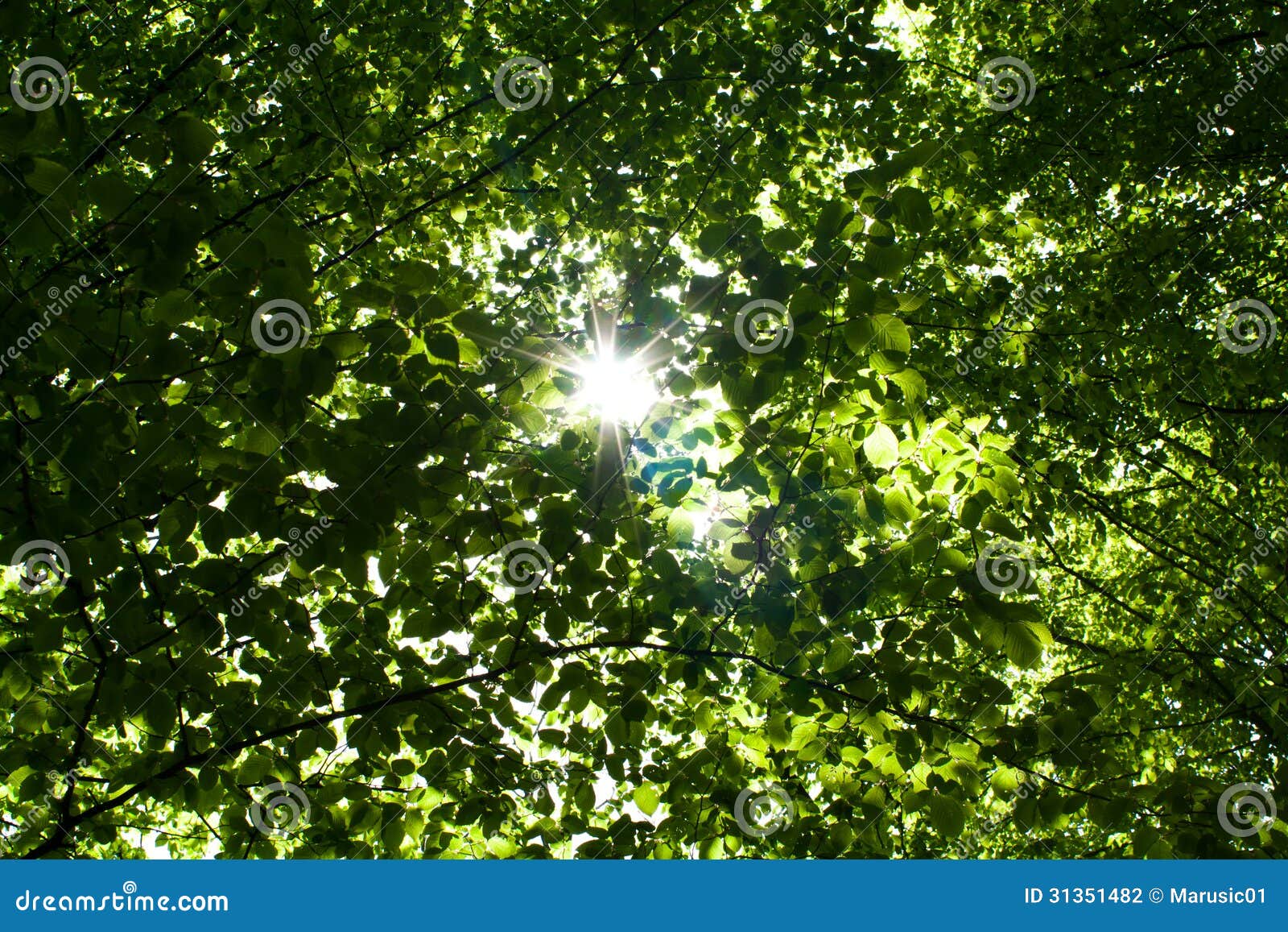 Sun through branches stock photo. Image of deciduous - 31351482