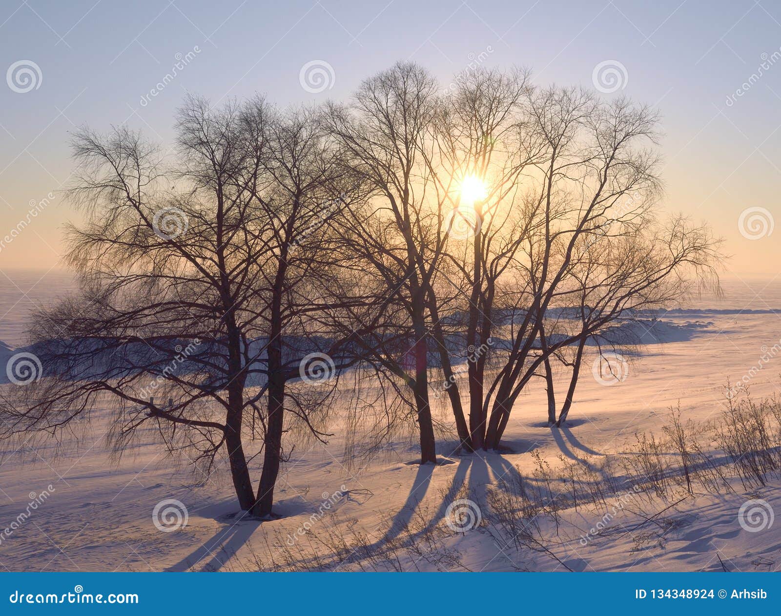 The Sun through the Branches of Trees in Winter Stock Photo - Image of ...