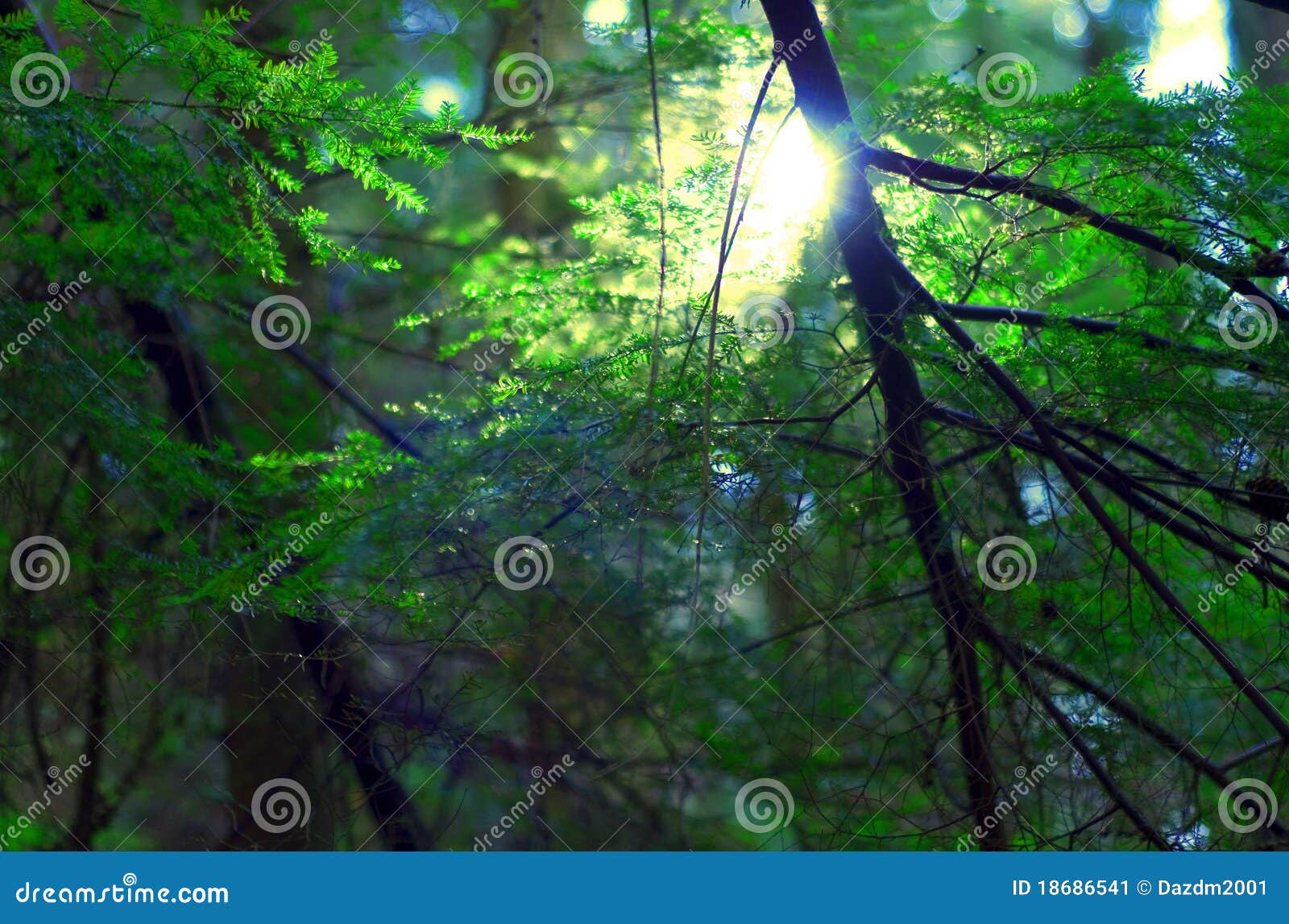 Sun Breaking through stock image. Image of light, foliage - 18686541