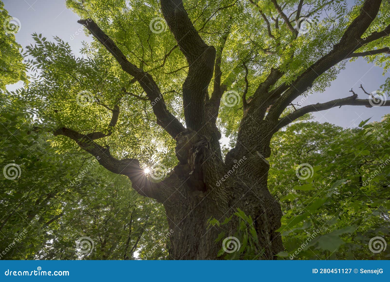 Huge Old Ash Tree in Spring Against the Sky . Stock Image - Image of ...