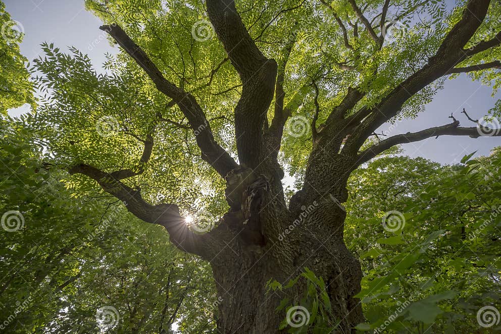 Huge Old Ash Tree in Spring Against the Sky . Stock Image - Image of ...