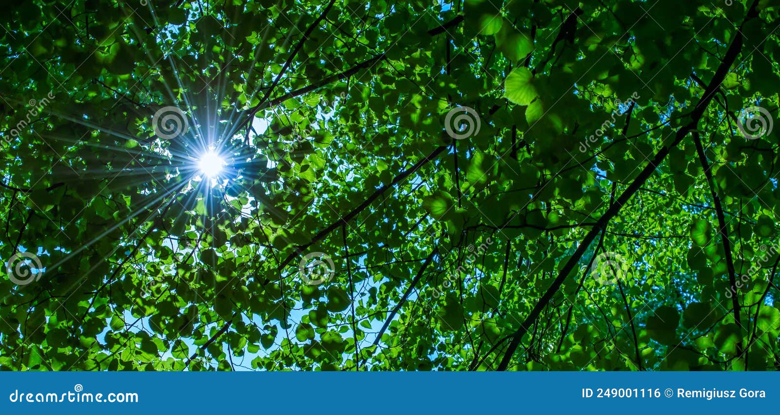 The Sun Breaking through the Branches of Trees Stock Photo - Image of ...