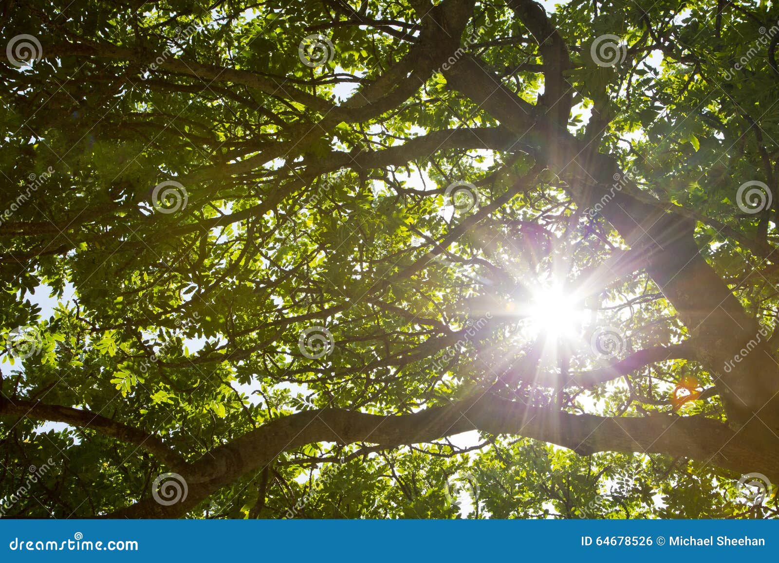 Sun Breaking through the Leaves of a Tree Stock Photo - Image of ...