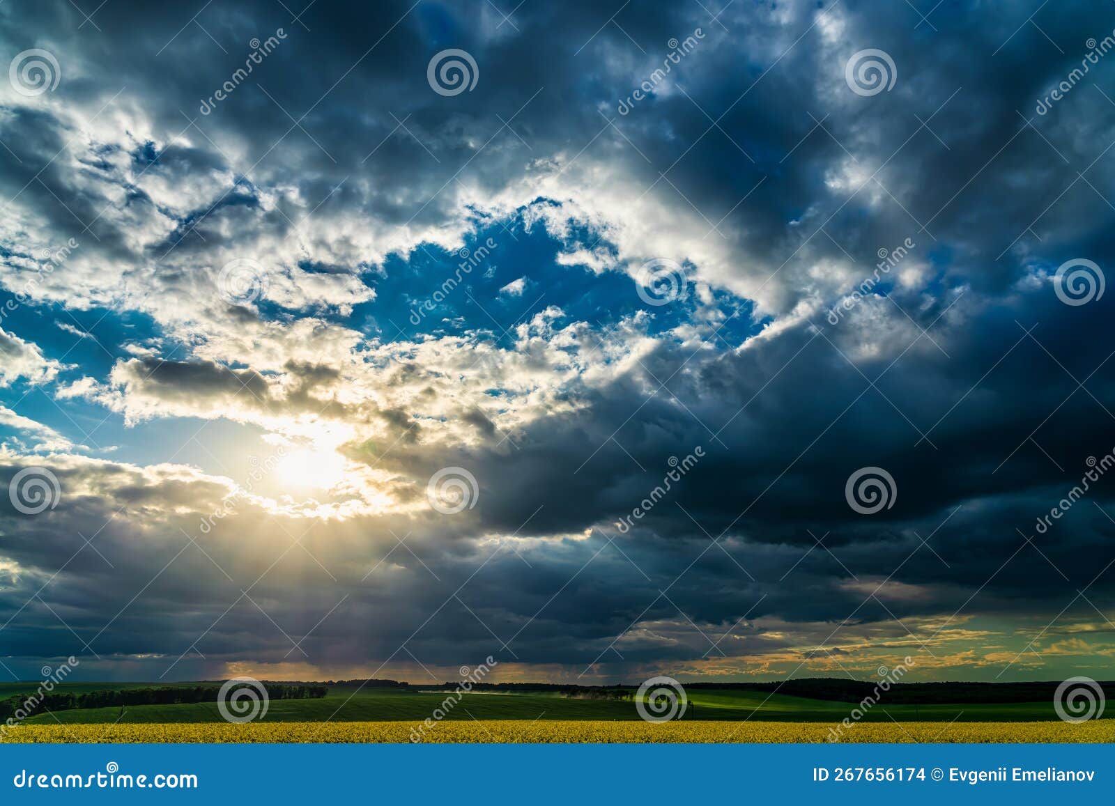The Sun Breaking through Storm Clouds in a Flowering Rapeseed Field ...