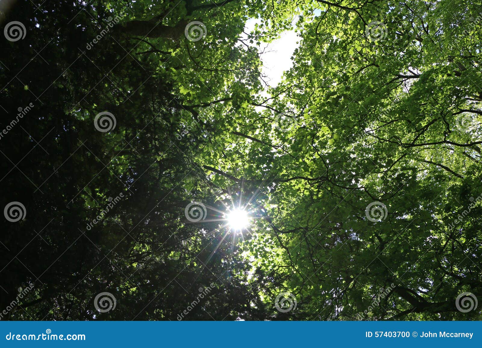 Sun Breaking through the Trees Stock Photo - Image of night, banks ...