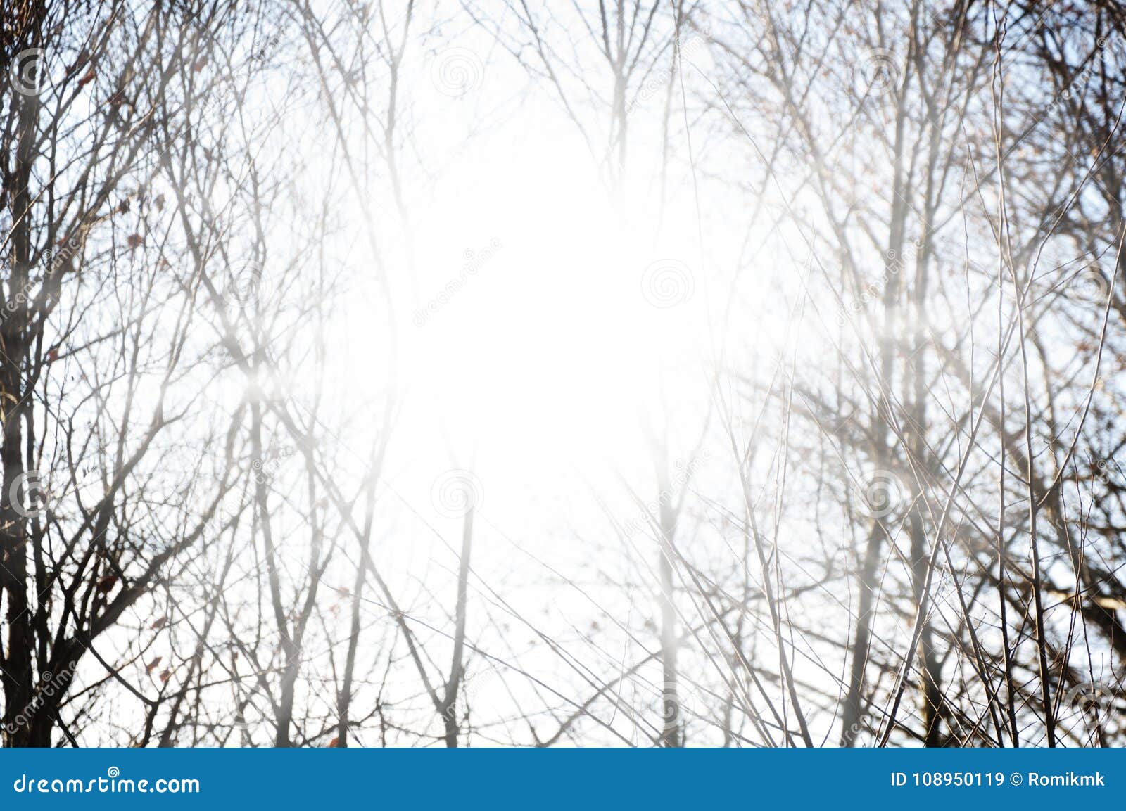 Sun Breaks through the Bare Branches Stock Image - Image of nature ...