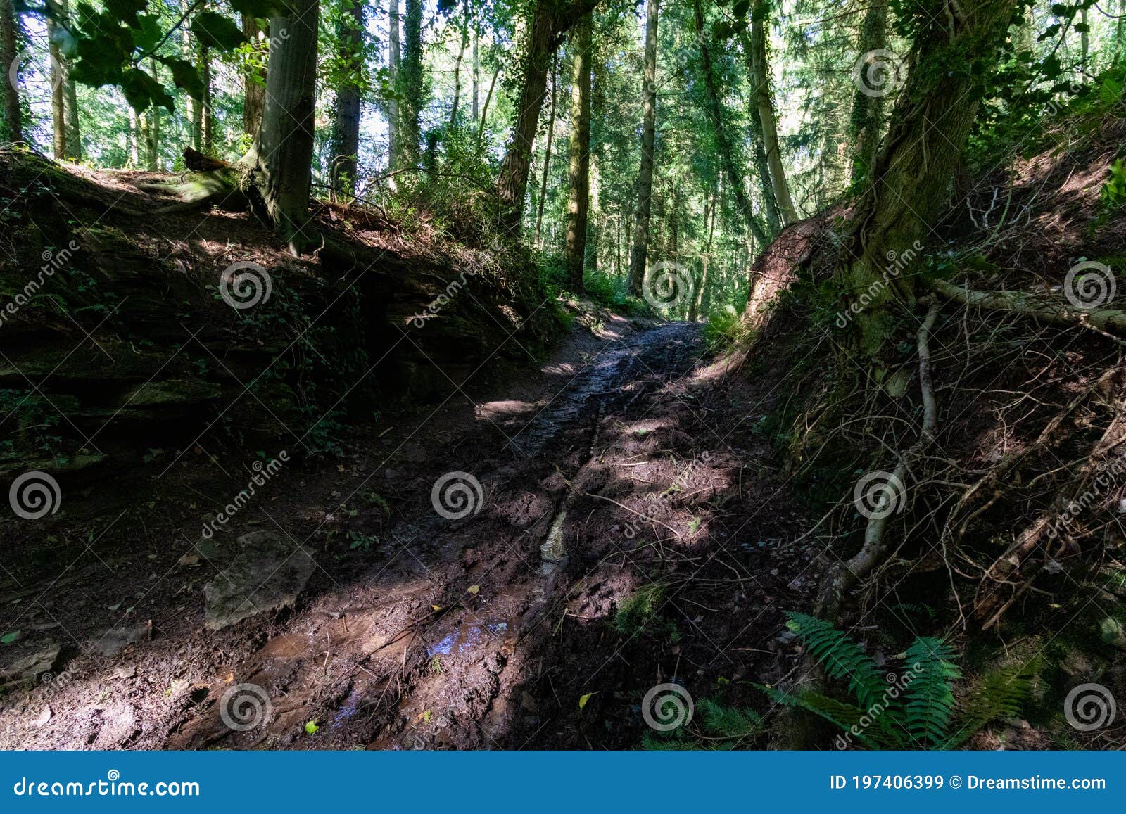 The Sun Breaks through the Forest Canopy To Create a Pattern of Shadows ...