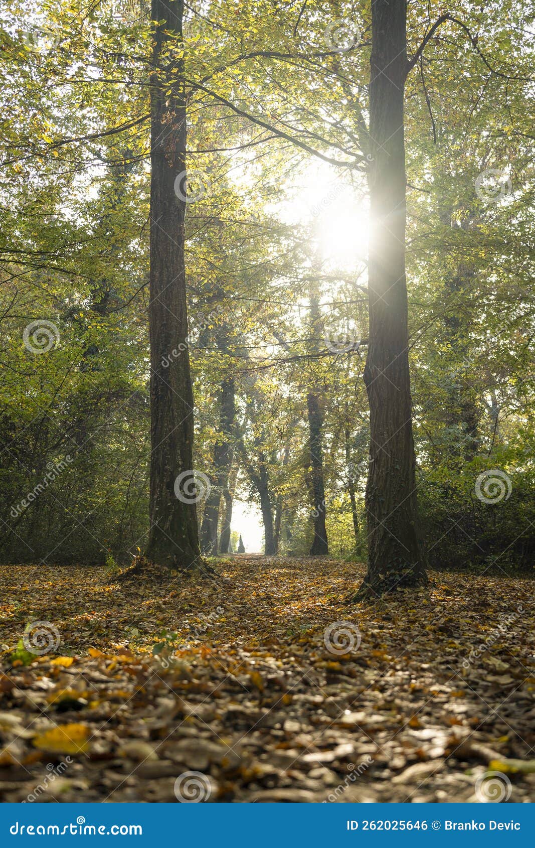 The Sun Breaks through the Forest Passage in Vibrant Autumn European ...