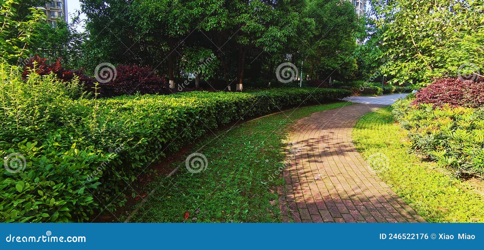 A path in the park stock photo. Image of stretch, directions - 246522176