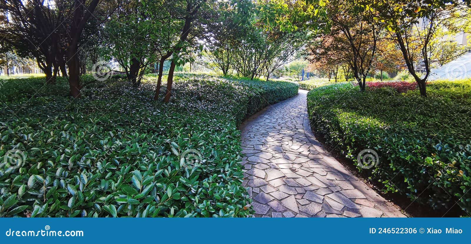 A path in the park stock photo. Image of bush, directions - 246522306