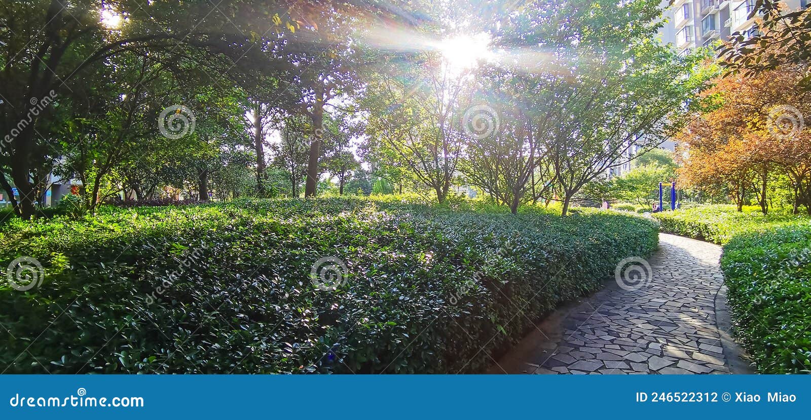 A path in the park stock photo. Image of parkn, places - 246522312