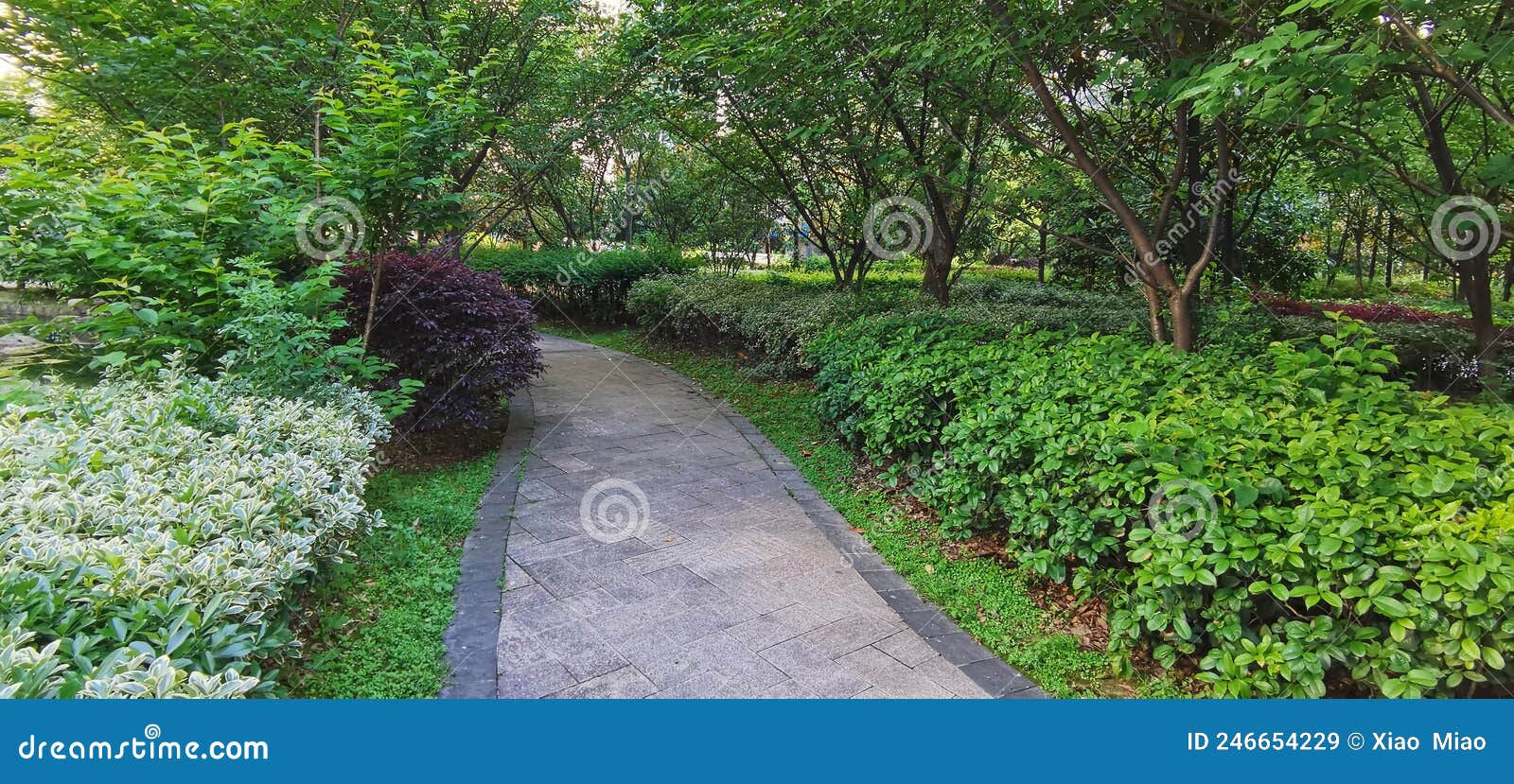 A path in the park stock image. Image of sunbeam, stretch - 246654229