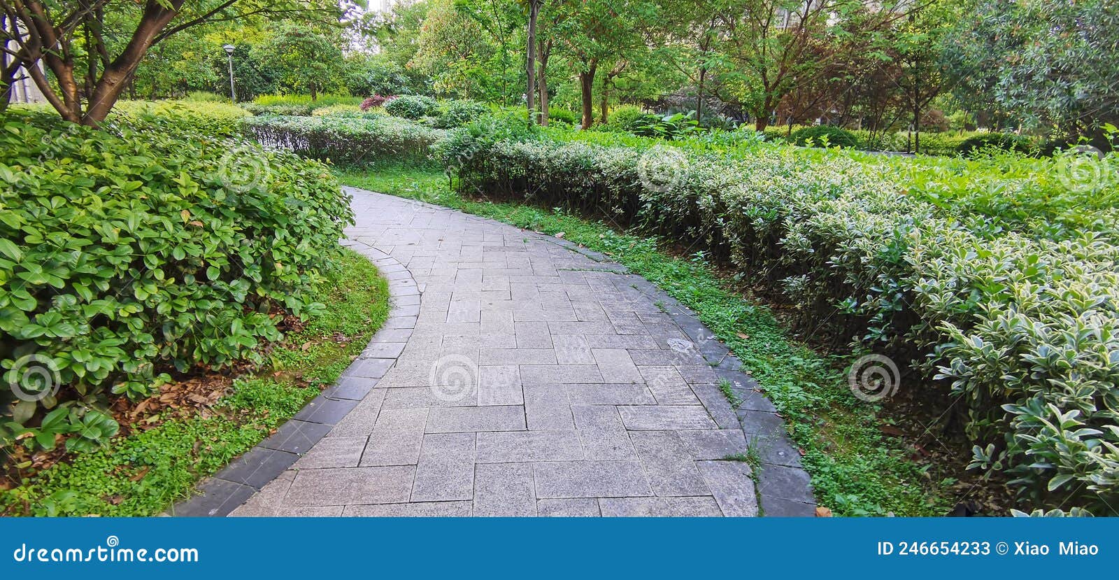 A path in the park stock image. Image of raise, trees - 246654233