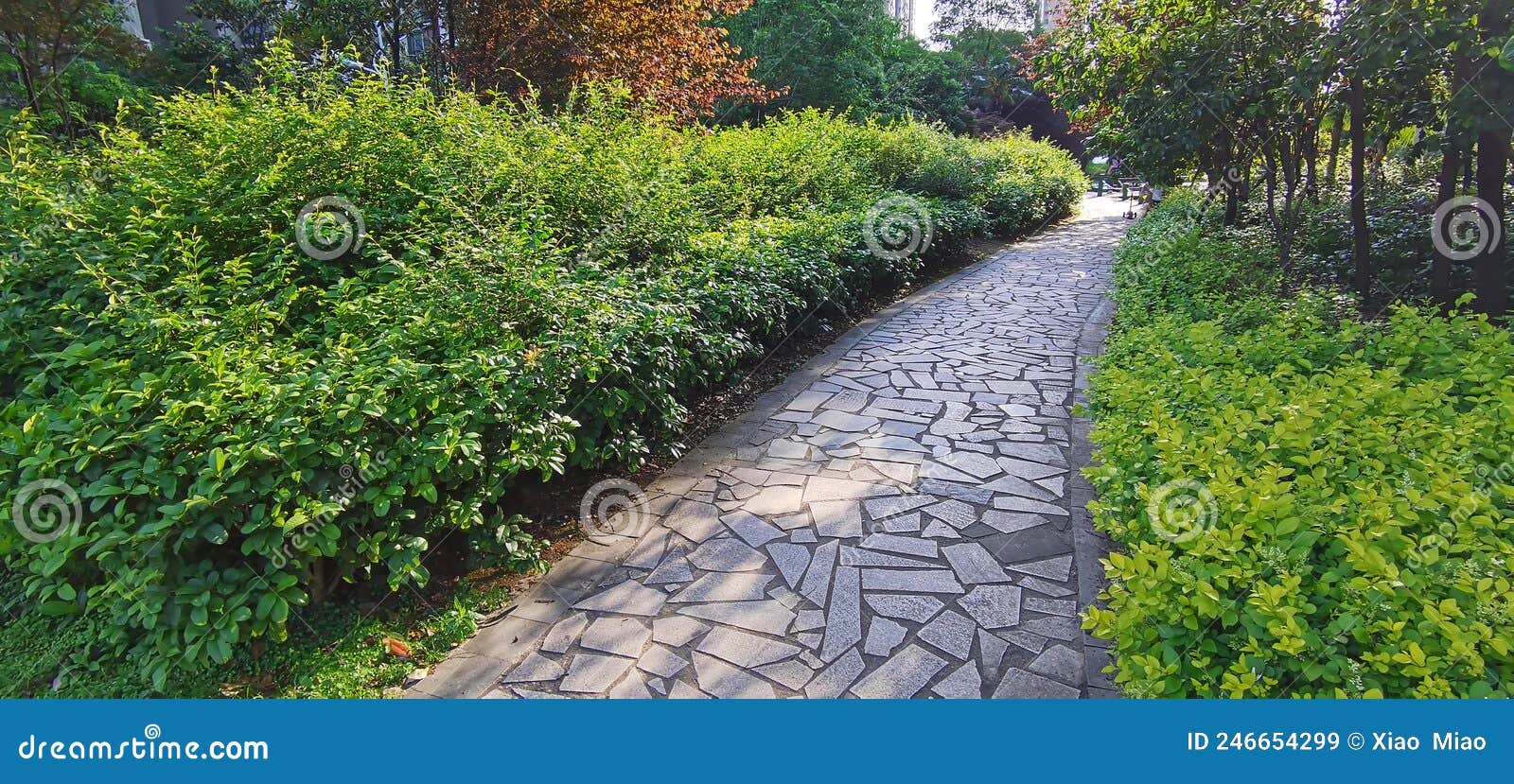 A path in the park stock image. Image of shrubbery, stretch - 246654299