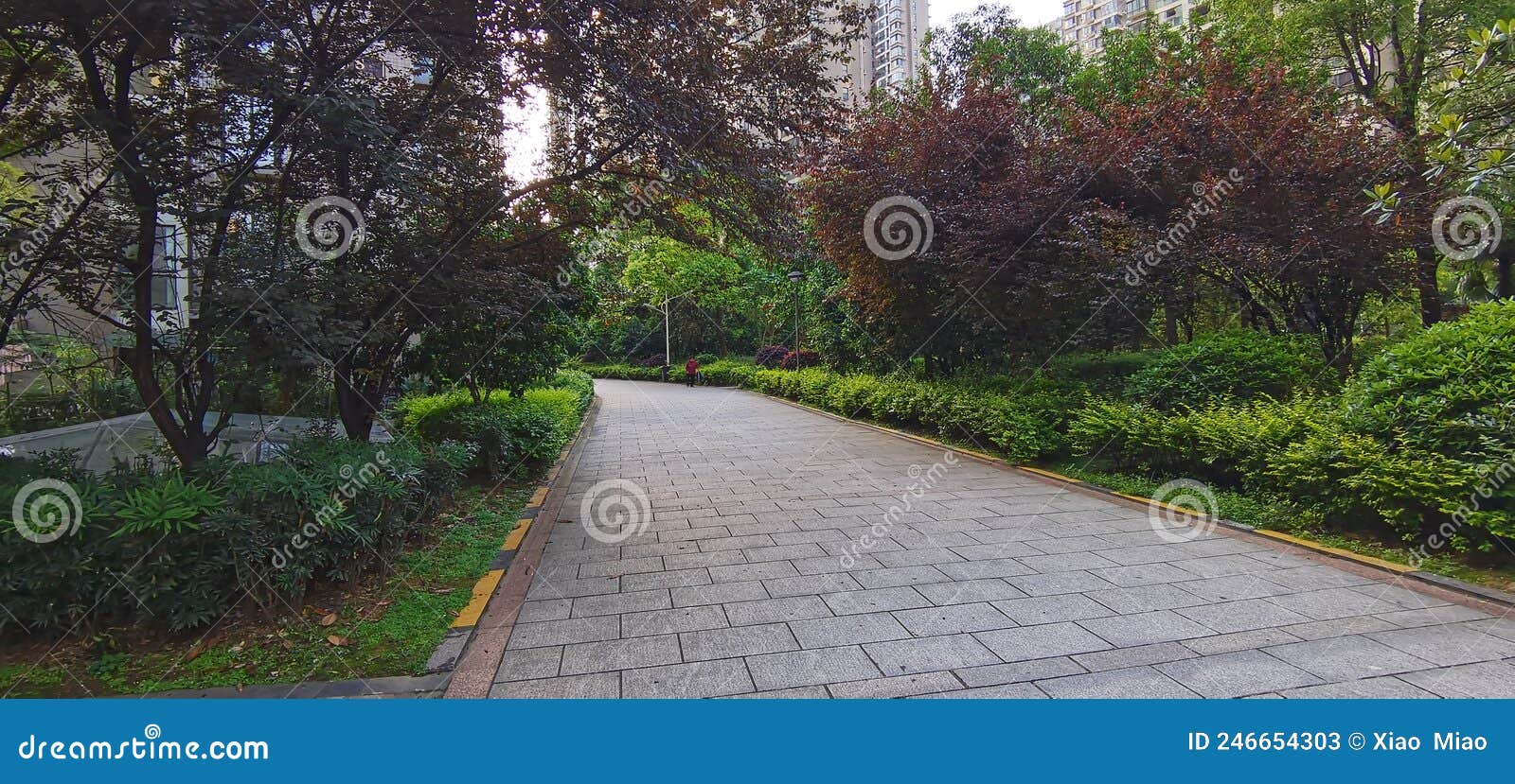 A path in the park stock image. Image of plant, bush - 246654303