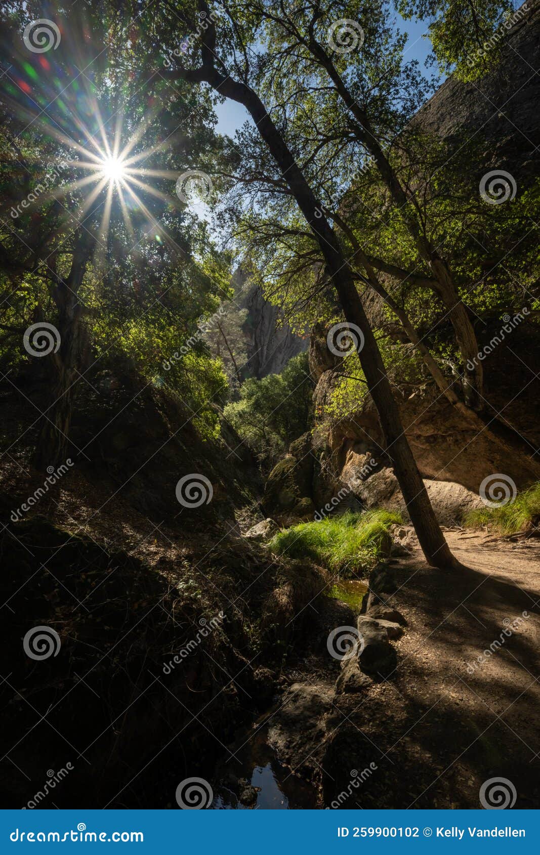 Sun Burst through the Canopy Overhead in Pinnacles Stock Photo - Image ...