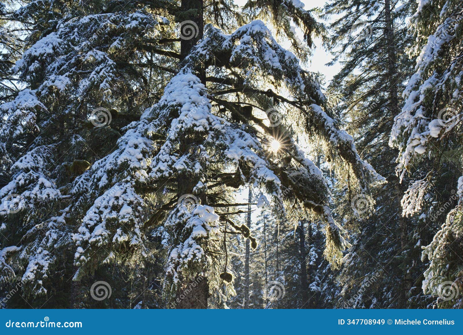 Sun Burst in an Old-growth Forest in Southeast Alaska in Winter after a ...