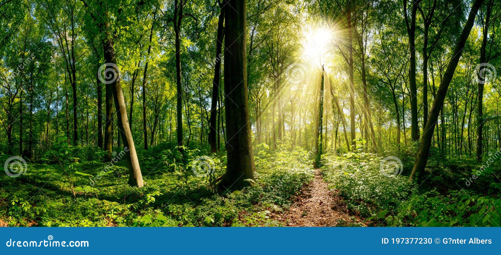 Forest landscape panorama stock photo. Image of landscape - 197377230