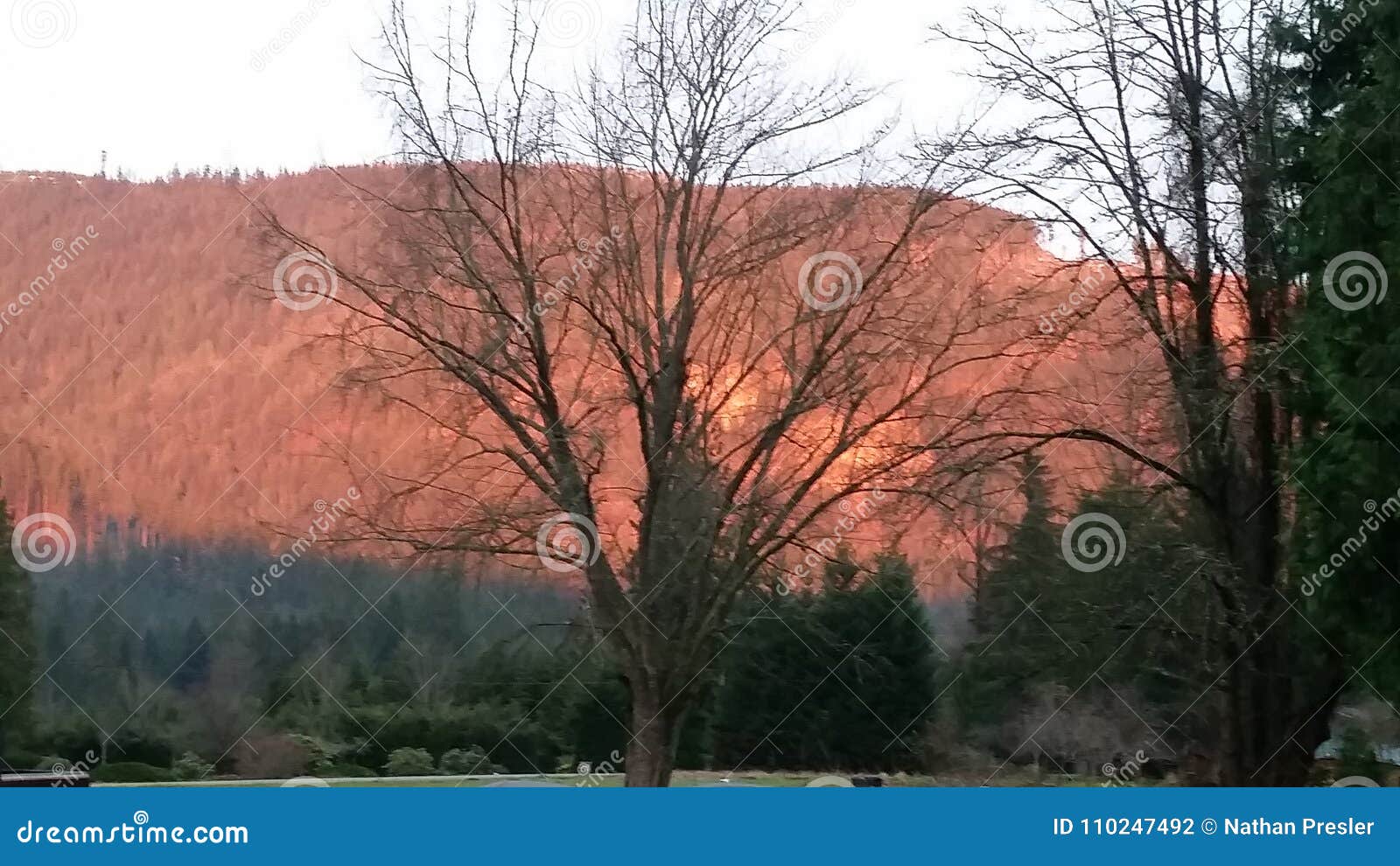 Sun cast a shadow stock photo. Image of maple, tree - 110247492