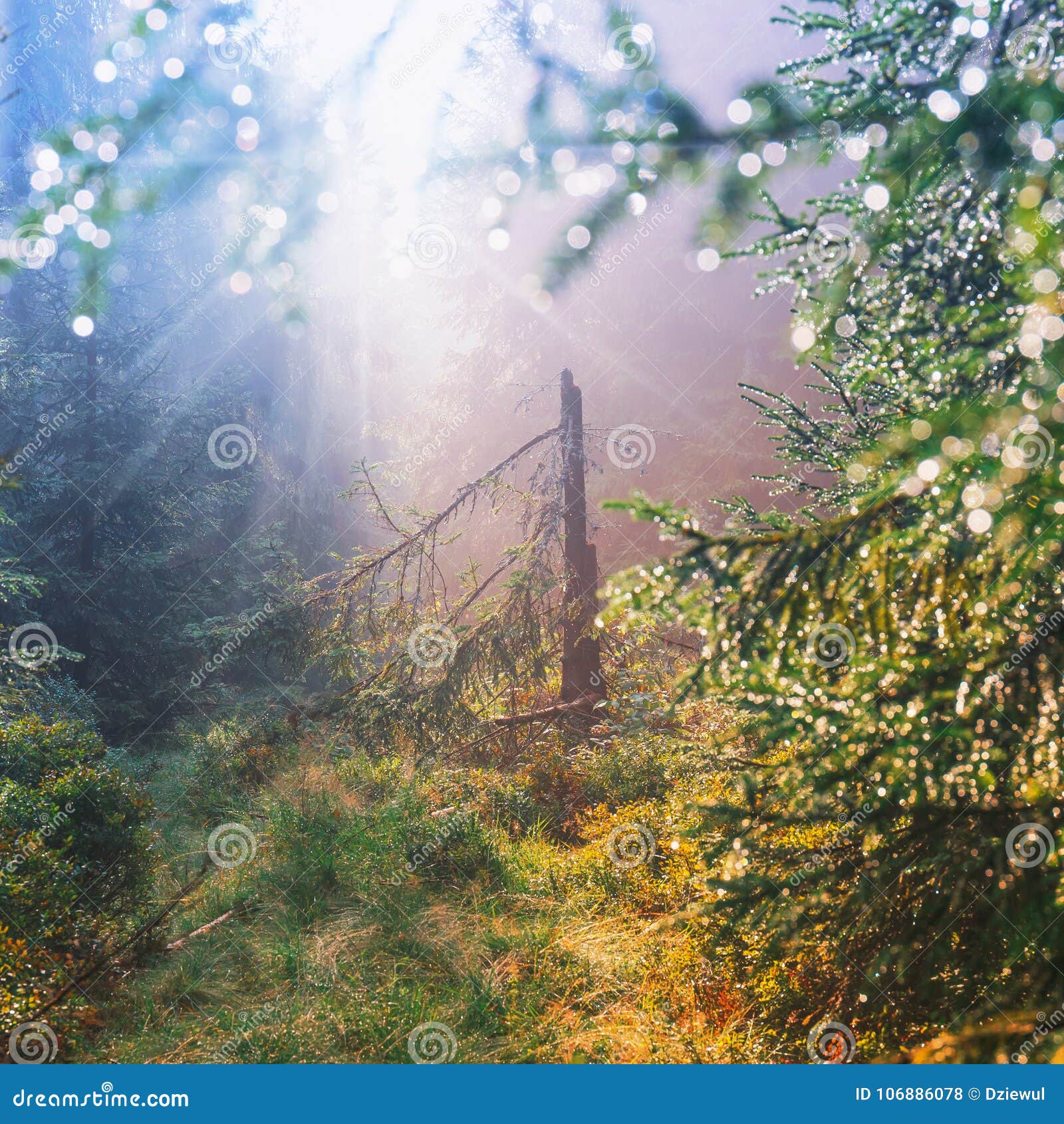 Sun Casting Beautiful Rays through the Fog Stock Photo - Image of ...