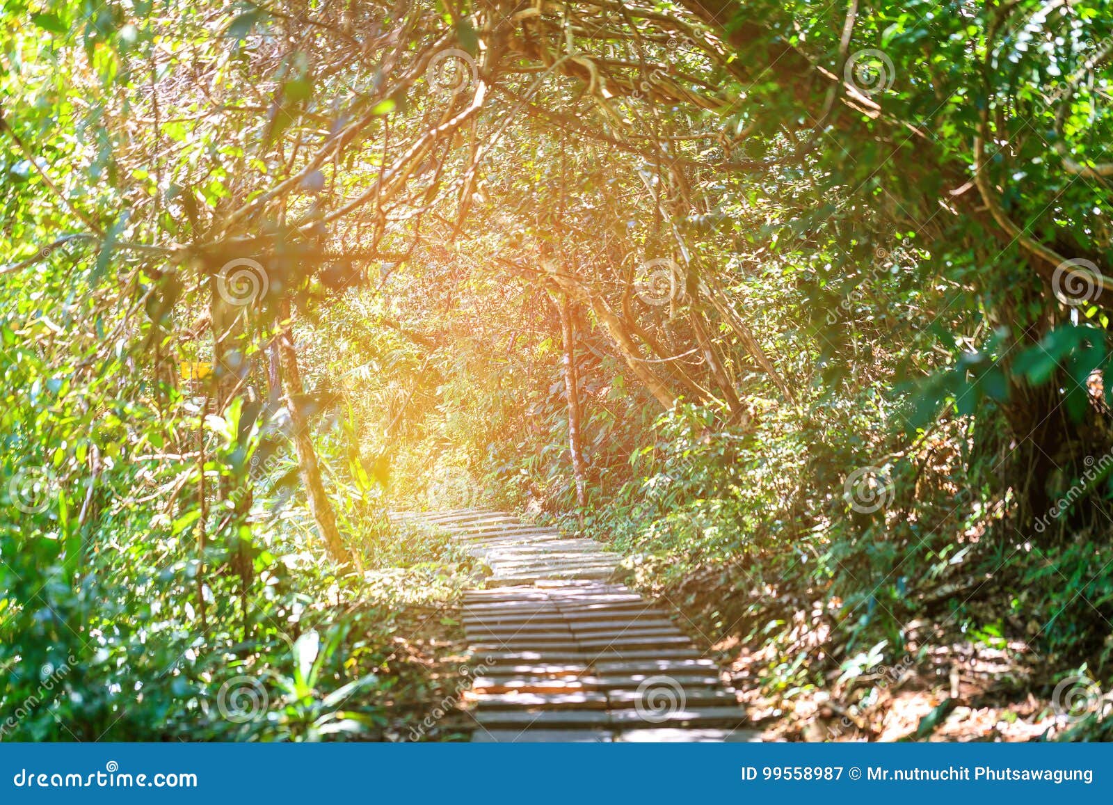 Sun Casting Shadows on a Paved Walkway Lined Stock Image - Image of ...