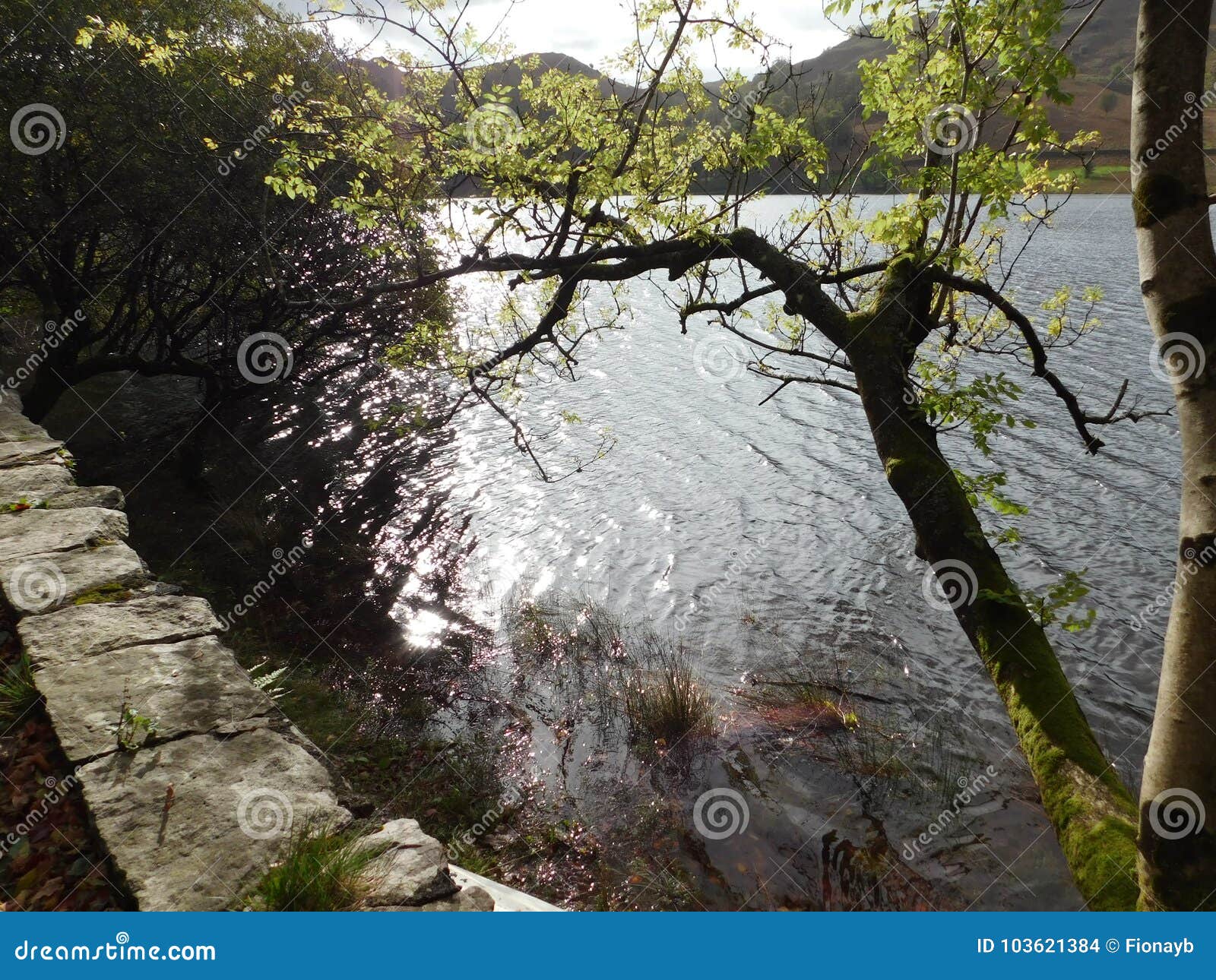 Light reflects in the lake stock photo. Image of shore - 103621384