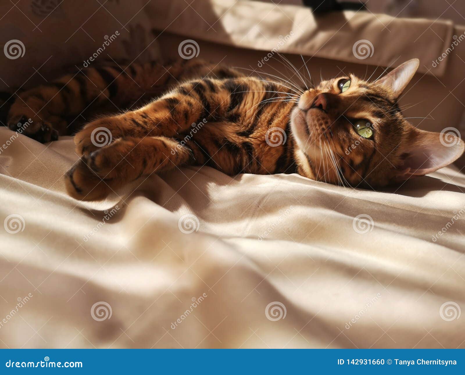 Sun in the Cat& X27;s Eyes Stock Photo - Image of eyes, morning: 142931660